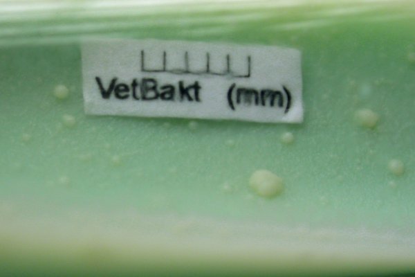 Mycobacterium avium subsp. paratuberculosis