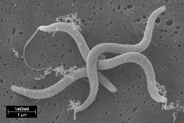 Brachyspira intermedia