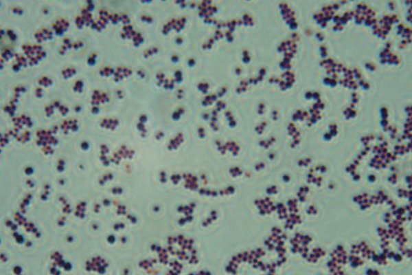 Staphylococcus hyicus.