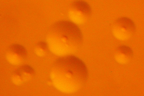 Acholeplasma laidlawii