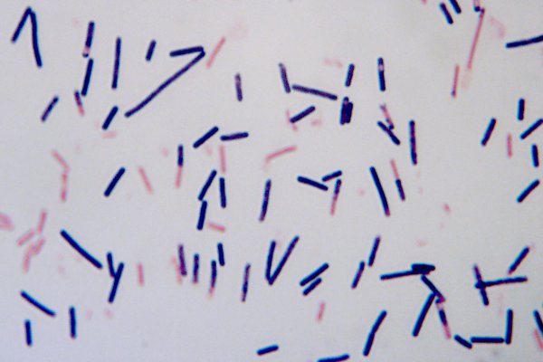 Clostridioides difficile