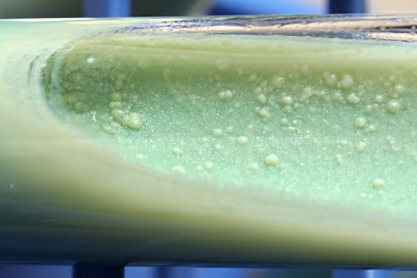 Mycobacterium avium subsp. paratuberculosis