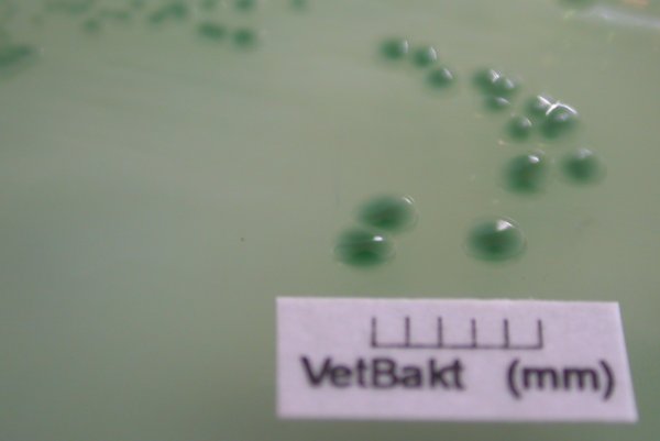 Vibrio Cholerae Tcbs