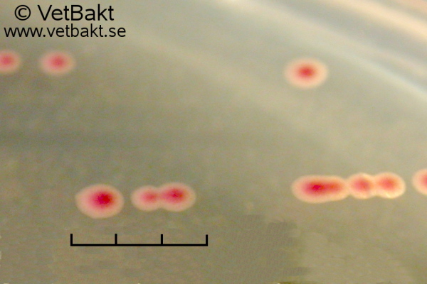 Enterococcus faecium