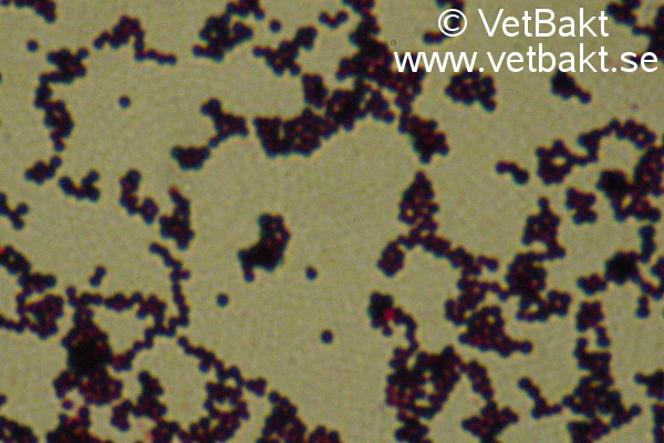 Staphylococcus pseudintermedius