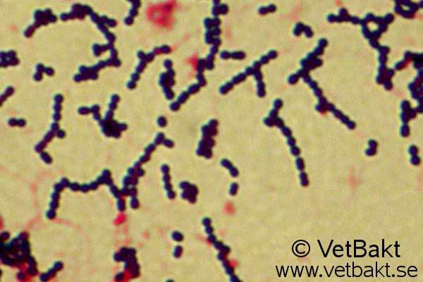 Streptococcus equi subsp. zooepidemicus
