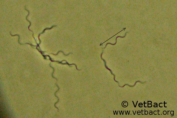 Brachyspira hyodysenteriae