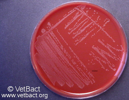 Actinobacillus lignieresii