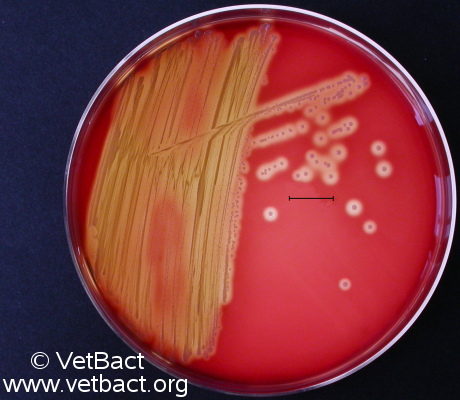 Trueperella pyogenes