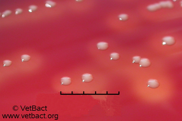 Trueperella pyogenes