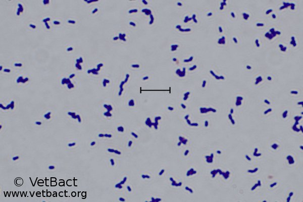 Trueperella pyogenes