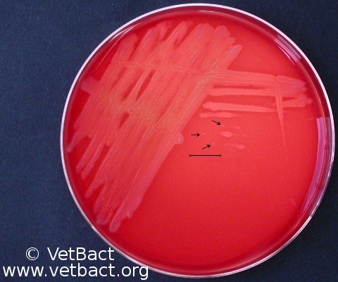 Trueperella pyogenes