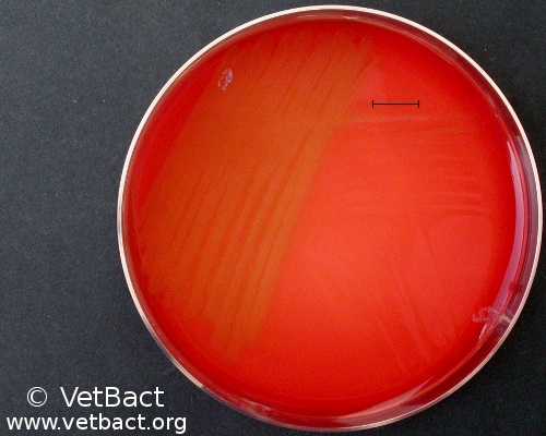 Erysipelothrix rhusiopathiae