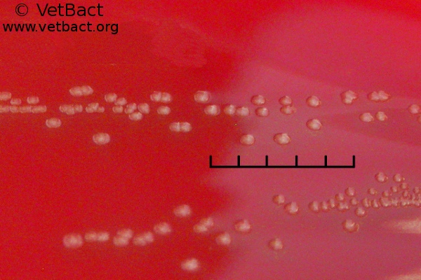 Erysipelothrix rhusiopathiae