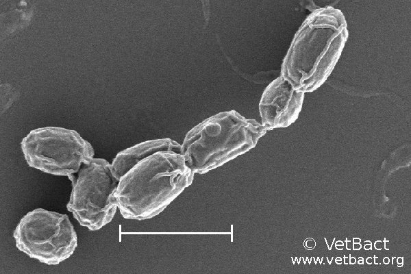 Bacillus cereus