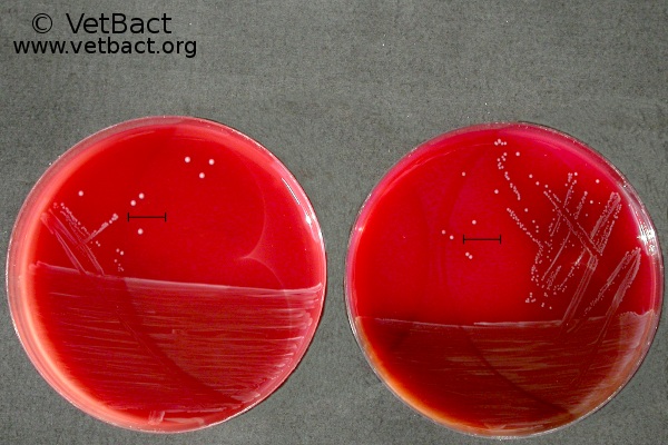 Streptococcus uberis