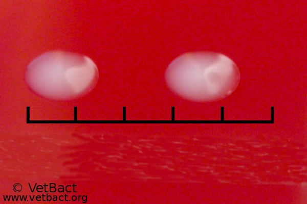 Streptococcus uberis