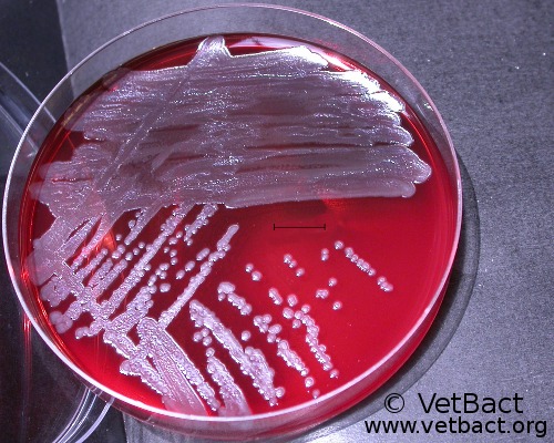 Pseudomonas Aeruginosa Streak Plate