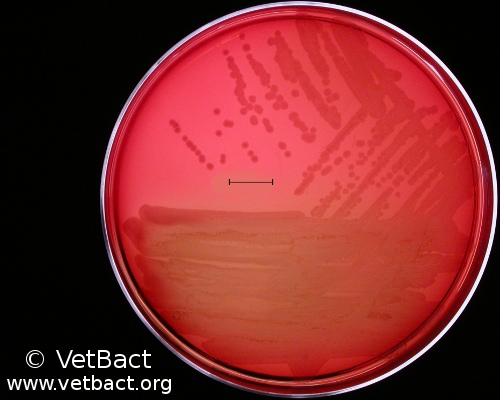 Pseudomonas Aeruginosa On Macconkey Agar