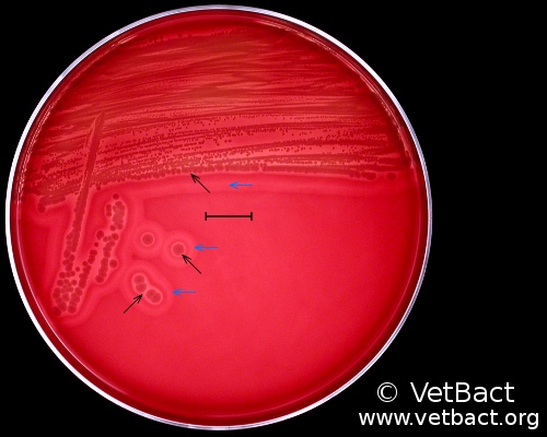 Staphylococcus aureus subsp. aureus