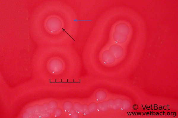 Staphylococcus aureus subsp. aureus