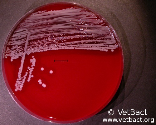 Blood Agar Staphylococcus Aureus