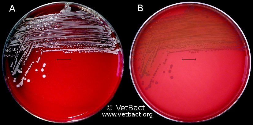 Staphylococcus epidermidis
