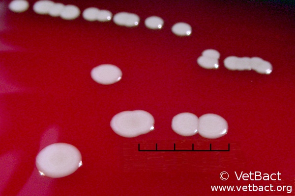 Staph Epidermidis On Blood Agar