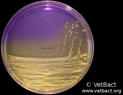 Staphylococcus epidermidis