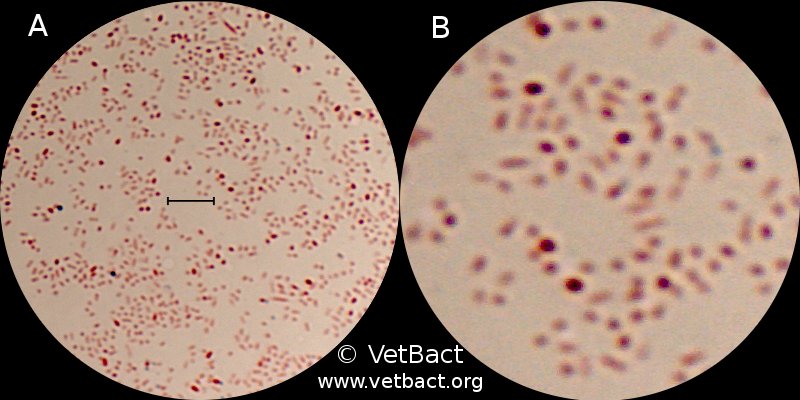 Fig. 56:3. Gram staining of Pasteurella multocida subsp. multocida , strain CCUG 224. The field ...