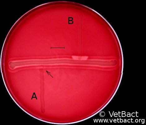 Streptococcus uberis