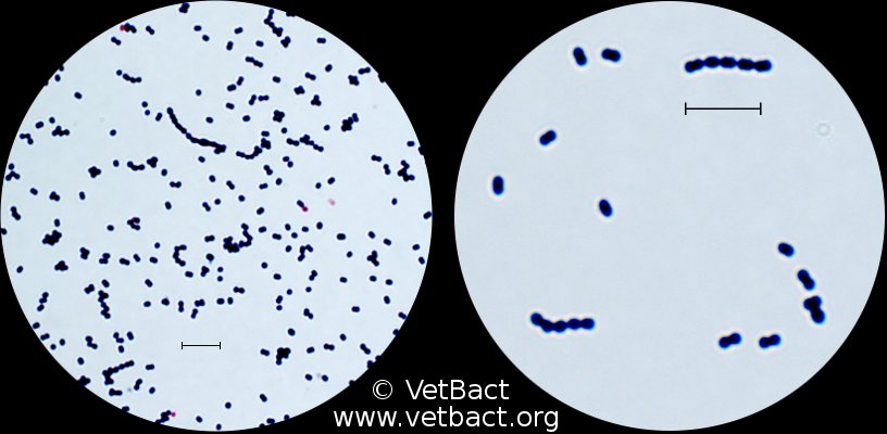 Streptococcus uberis