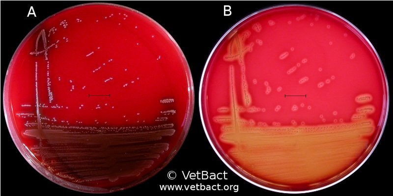 Streptococcus canis