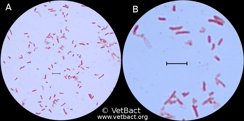 Oxytoca Bacteria