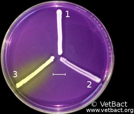 Staphylococcus hyicus