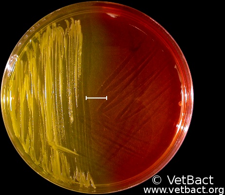 Xld Agar E Coli Growth Of Different Bacterial Isolates On Different