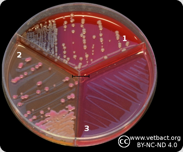 Klebsiella Pneumoniae Macconkey Agar Klebsiella Pneumoniae On