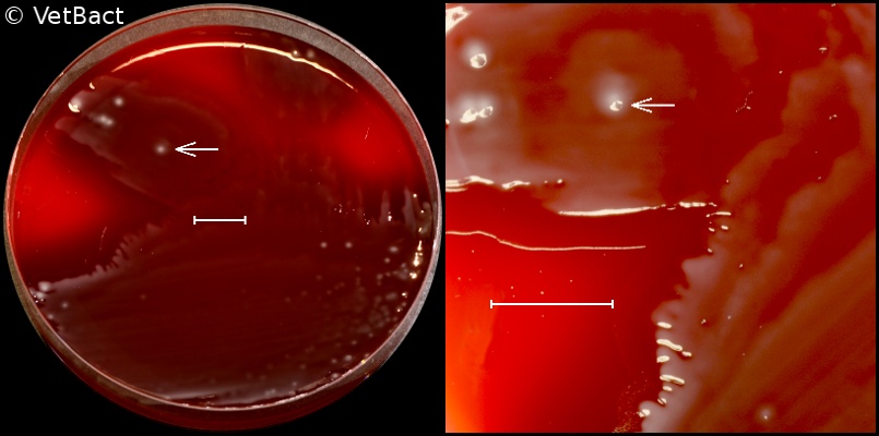 Proteus Mirabilis On Blood Agar