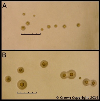 Mycoplasma mycoides subsp. mycoides