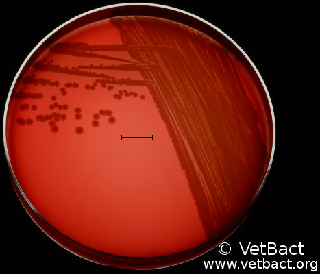 Staphylococcus hyicus subsp. hyicus