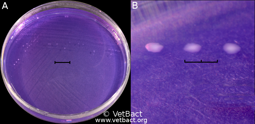 Streptococcus equi subsp. equi