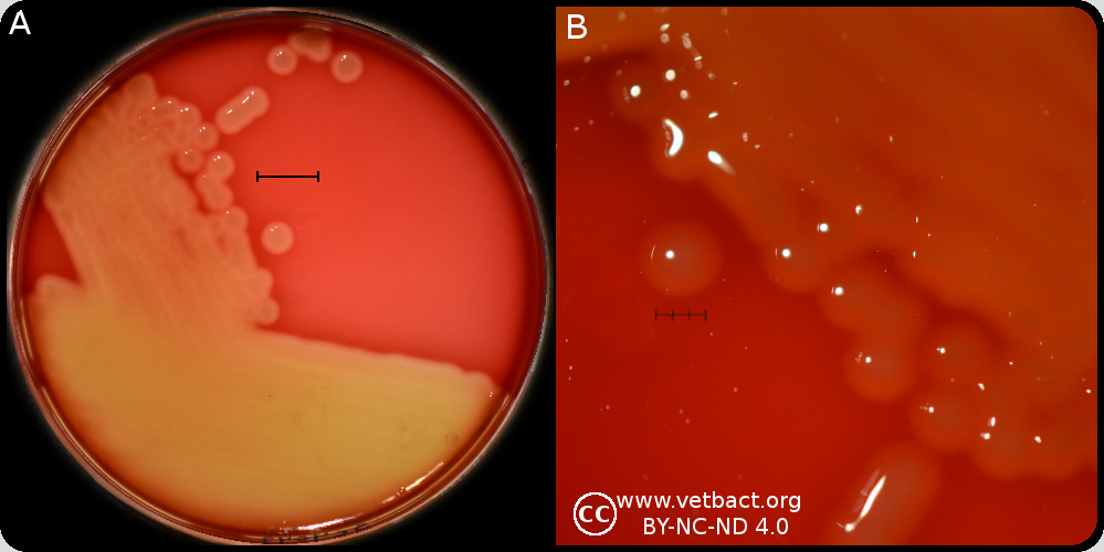 Streptococcus equi subsp. equi