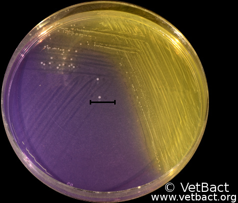 Streptococcus uberis