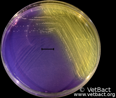 Streptococcus equi subsp. zooepidemicus