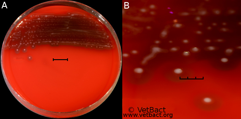 Streptococcus equi subsp. zooepidemicus