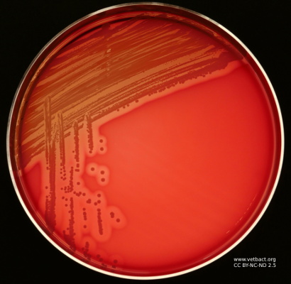 Staphylococcus schleiferi subsp. coagulans