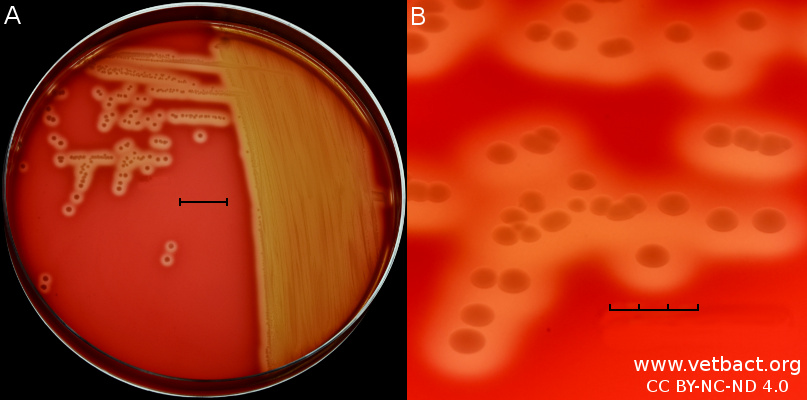 Streptococcus dysgalactiae subsp. equisimilis