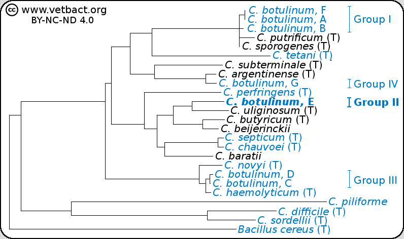 Clostridium botulinum, Group II
