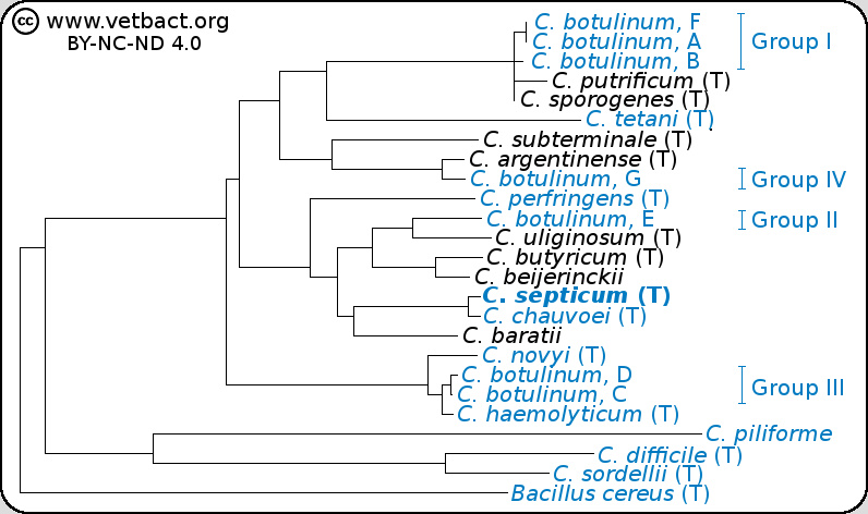 Clostridium septicum