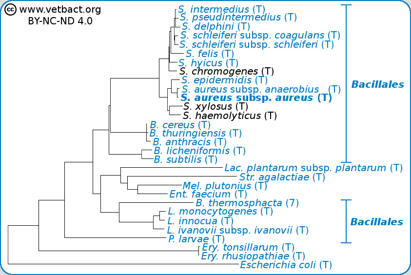 Staphylococcus aureus subsp. aureus